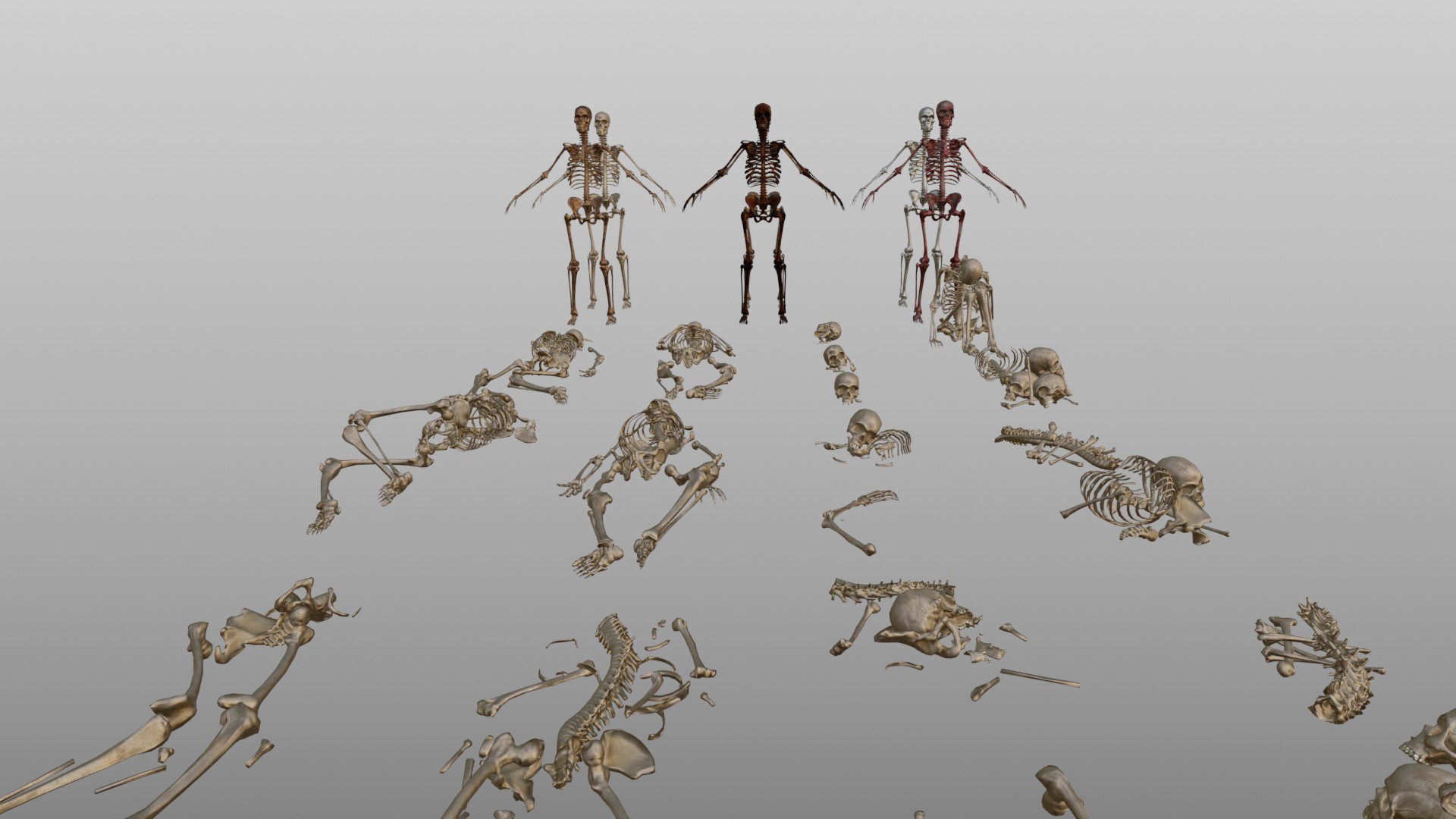 3D Human Bones And Skeleton Model - TurboSquid 2257713