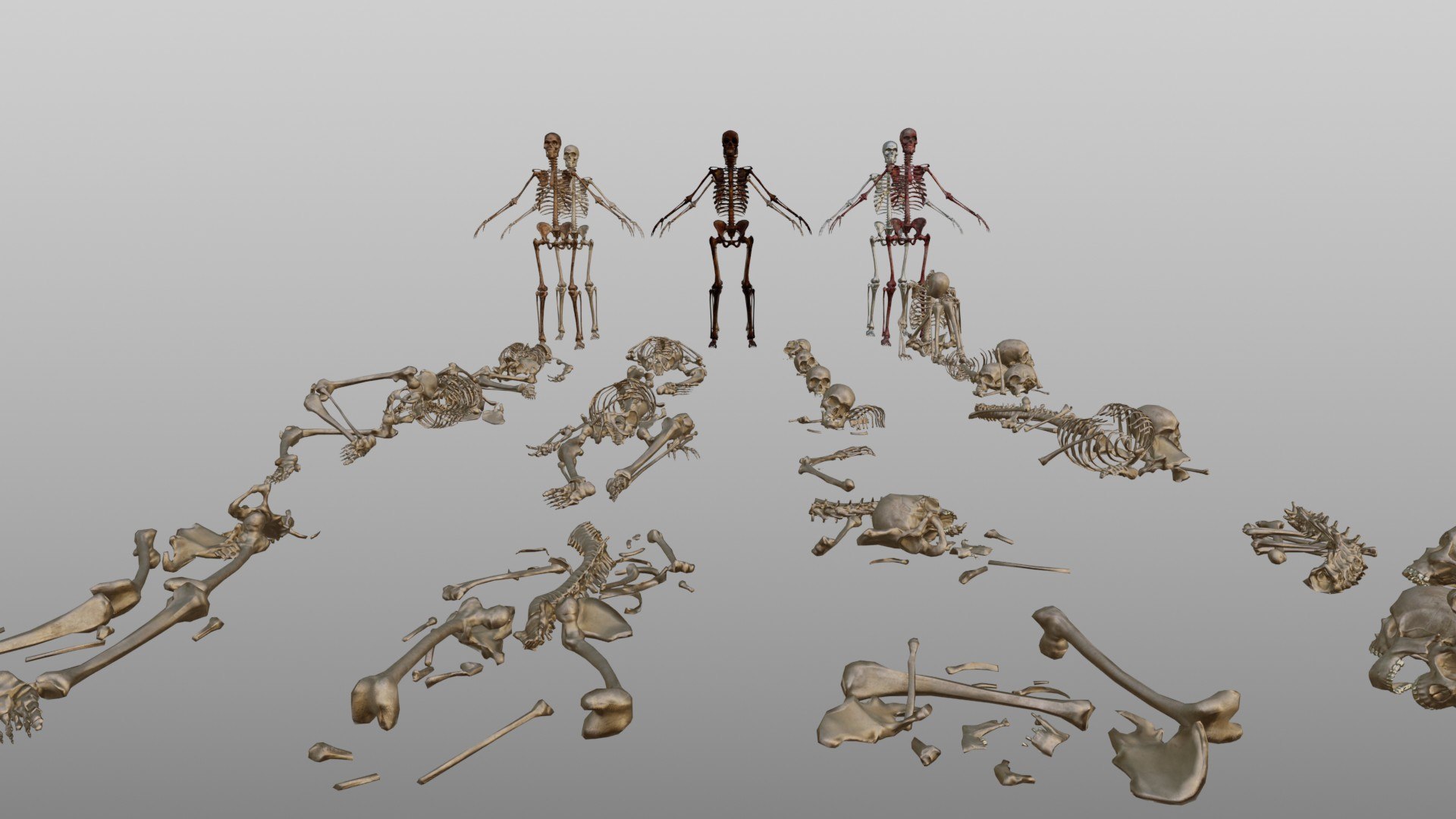 3D Human Bones And Skeleton Model - TurboSquid 2257713