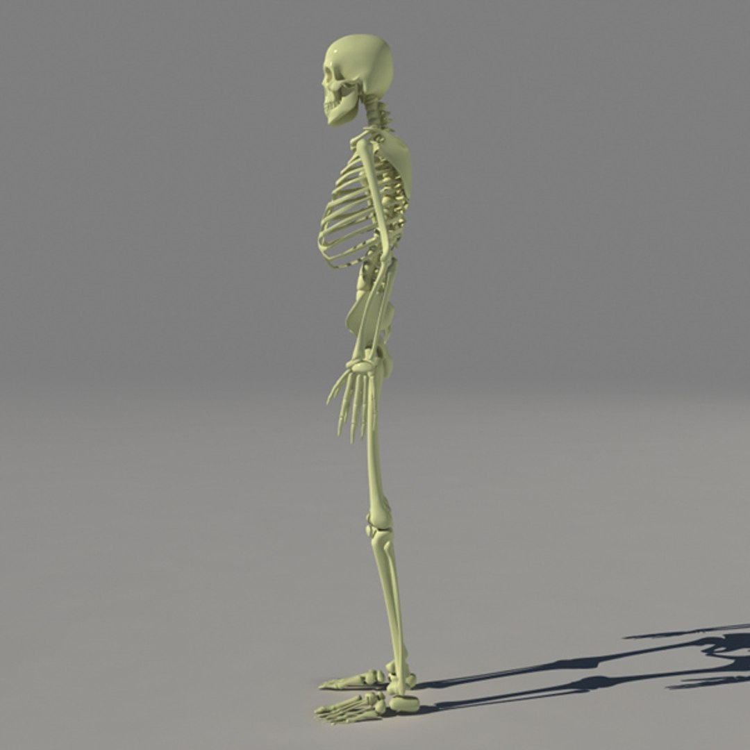 3d Human Skeleton