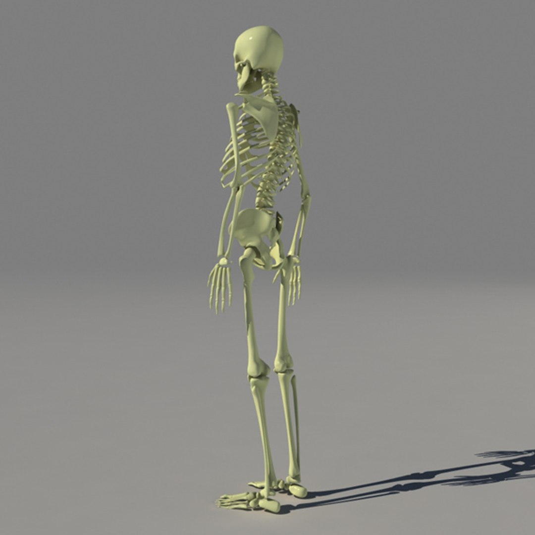 3d Human Skeleton