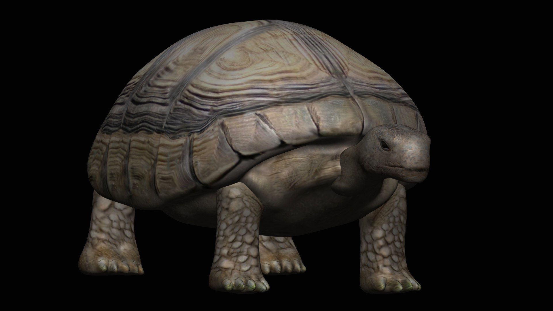 Fully Rigged Low Poly Turtle Tortoise Collection 3D Model - TurboSquid ...