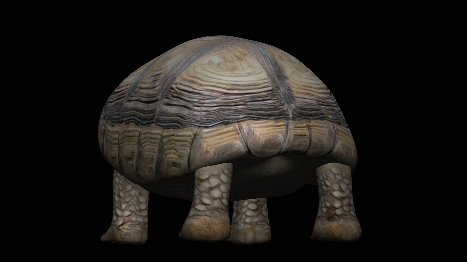 Fully Rigged Low Poly Turtle Tortoise Collection 3D Model - TurboSquid ...