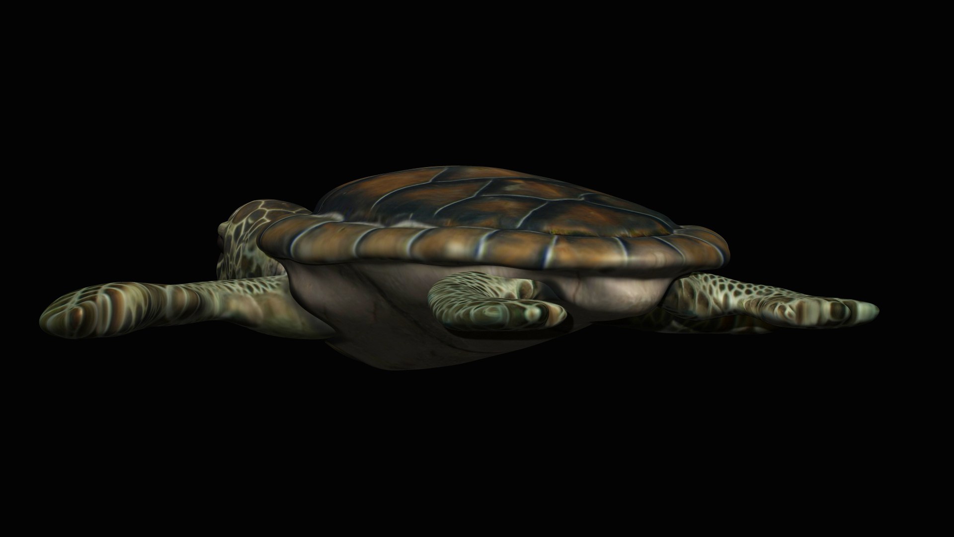 Fully Rigged Low Poly Turtle Tortoise Collection 3D Model - TurboSquid ...