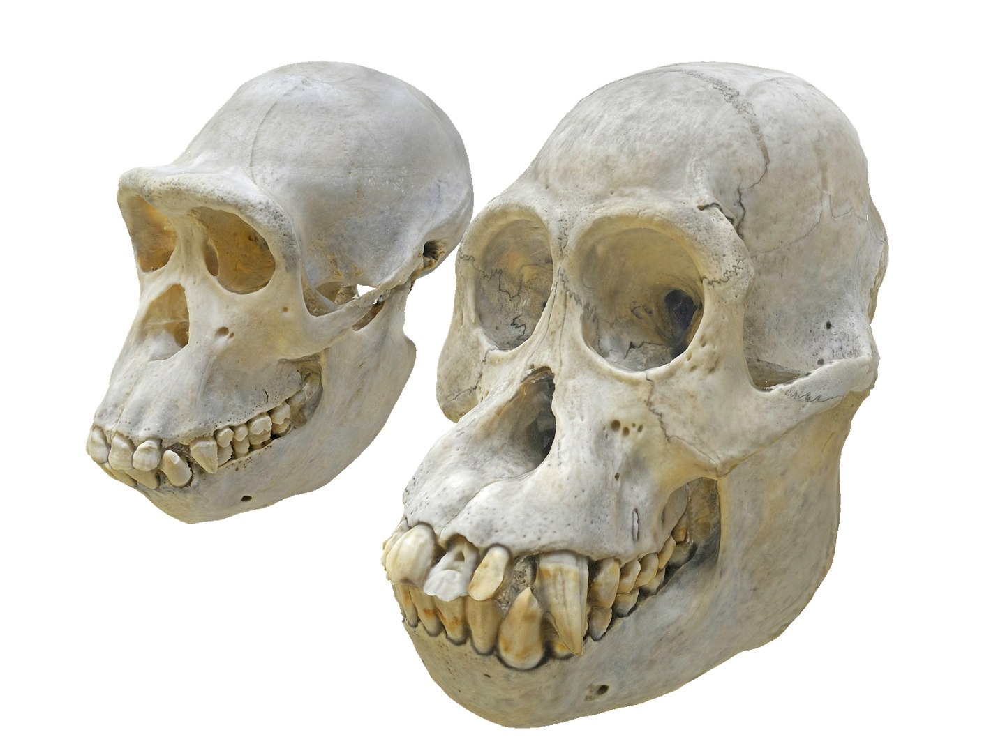 Chimpanzee Orangutan Real Skull 3D Model - TurboSquid 1572323