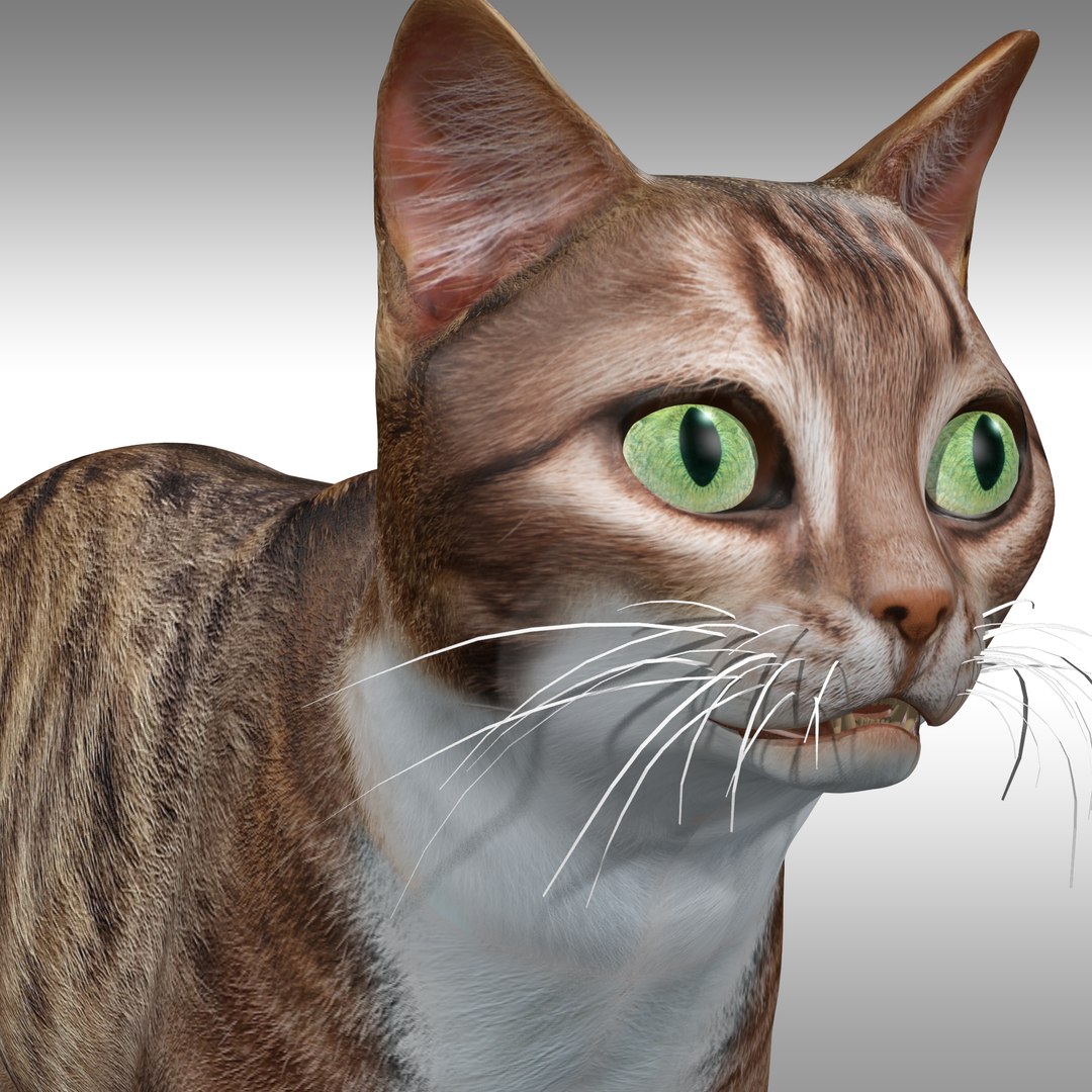 Cat Rigged Model - TurboSquid 1900983