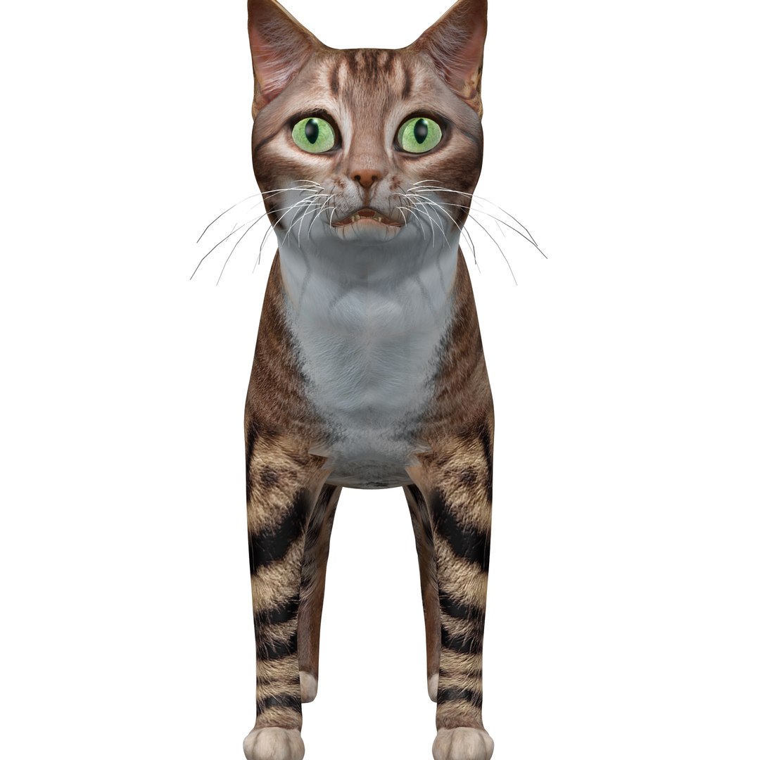 Cat Rigged Model - TurboSquid 1900983