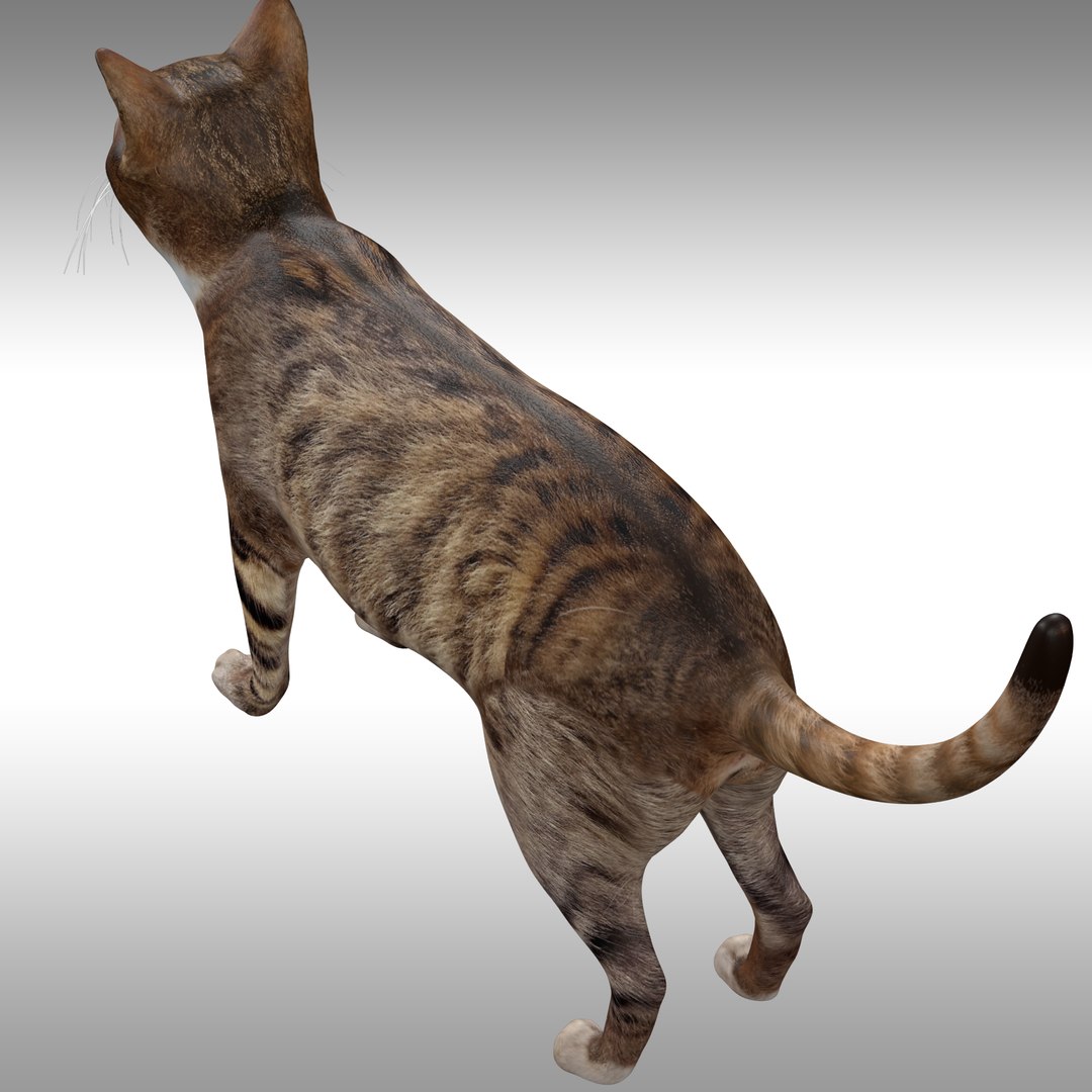 Cat Rigged Model - TurboSquid 1900983