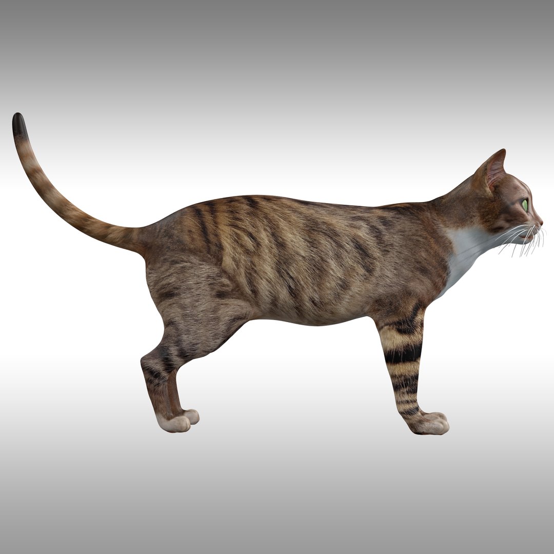 Cat Rigged Model - TurboSquid 1900983