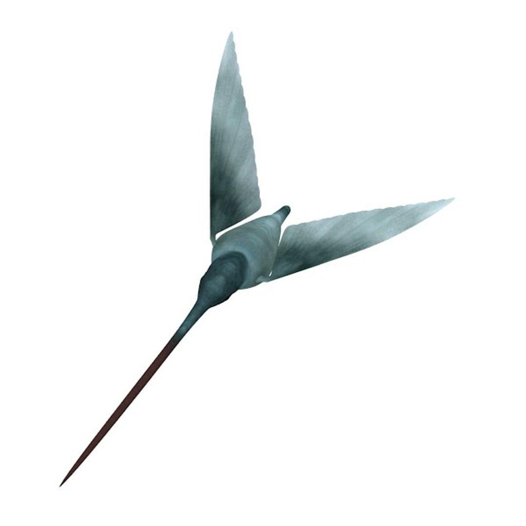3d Colibri Bird Model