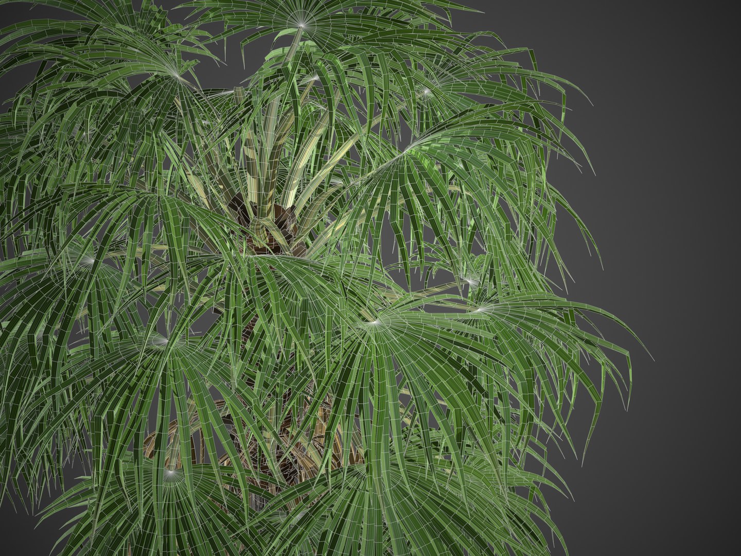 3D XfrogPlants Florida Thatch Palm - Thrinax Radiata - TurboSquid 1741634