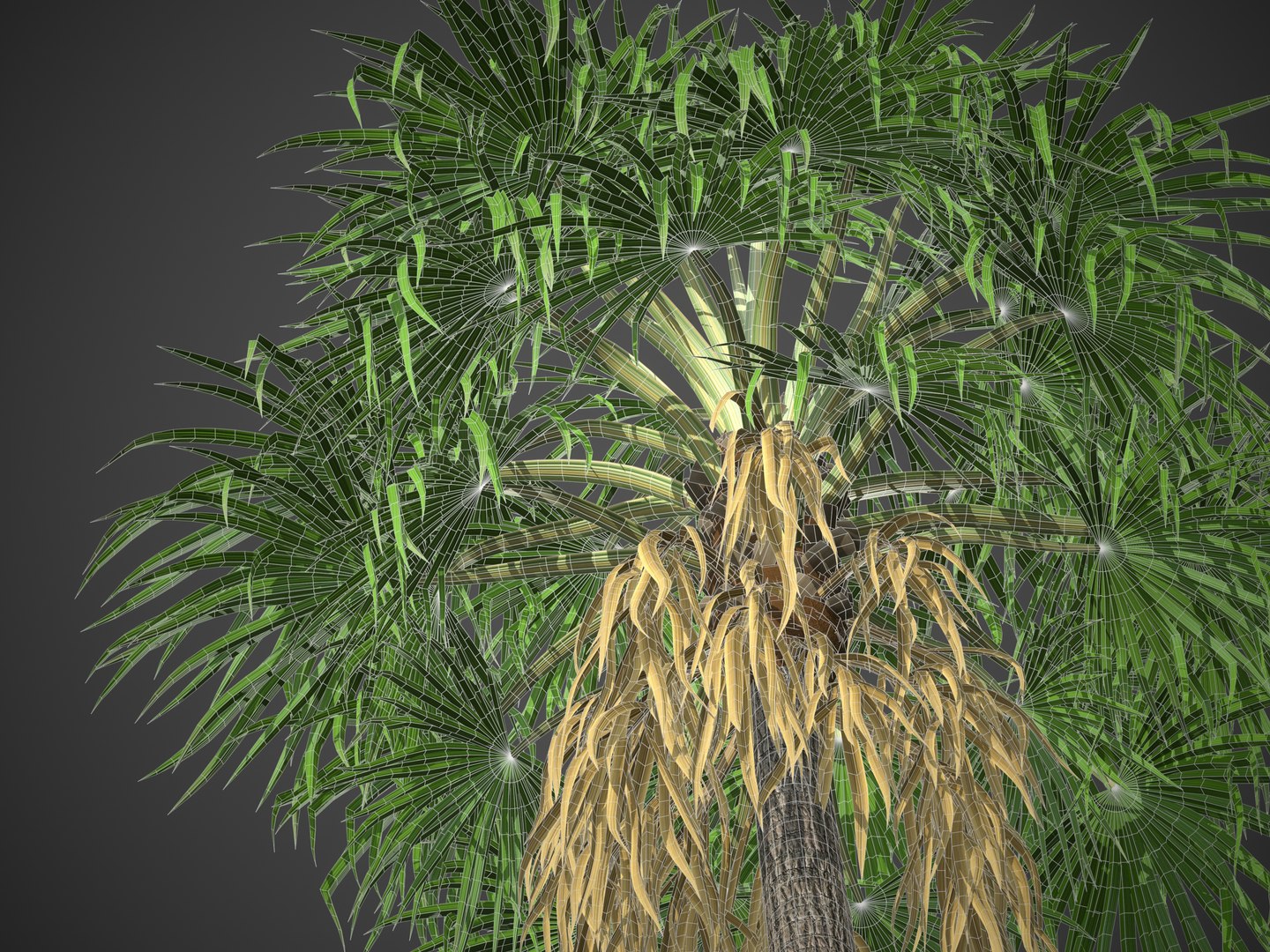 3D XfrogPlants Florida Thatch Palm - Thrinax Radiata - TurboSquid 1741634