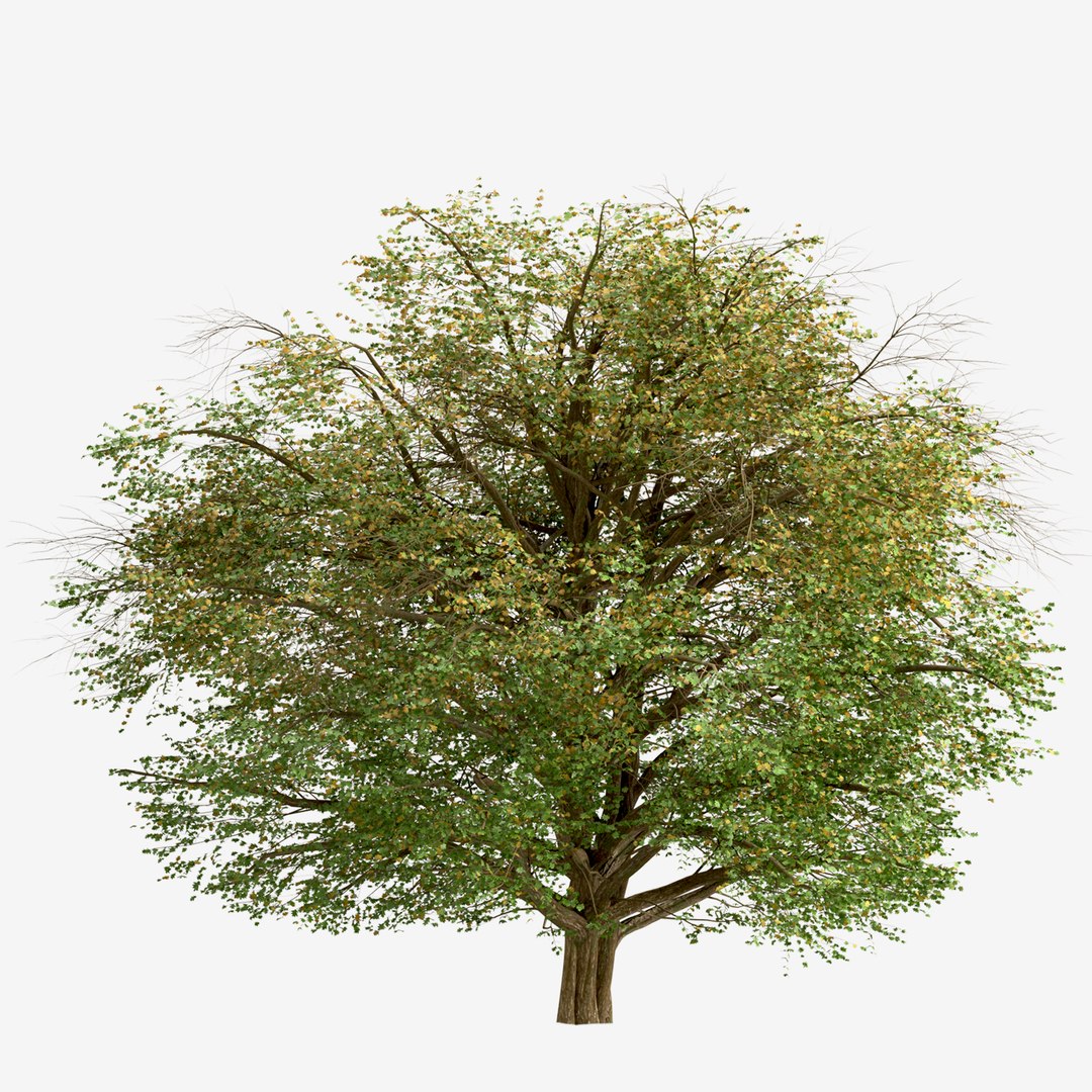 Set Of Hawthorn Or Crataegus Tree - 2 Trees 3D Model - TurboSquid 1997712