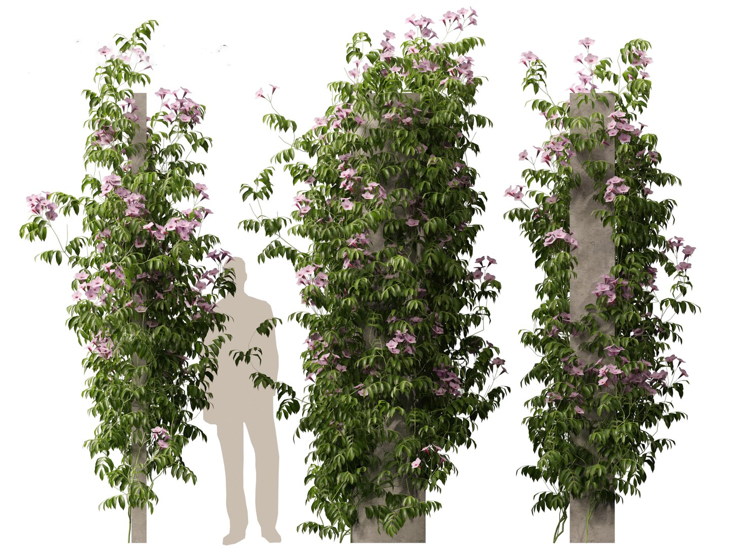 Pandorea Jasminoides Rosea - Bower Vine 3D - TurboSquid 2184694