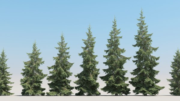 20 picea glauca trees max