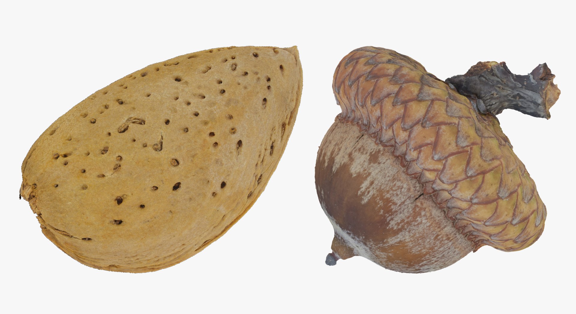 Acorn And Almond With Shell Collection 01 - 2 Models RAW Scans 3D Model ...