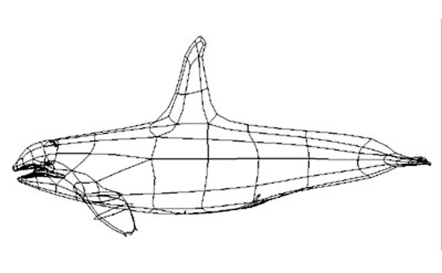 Orca Animal 3d Model