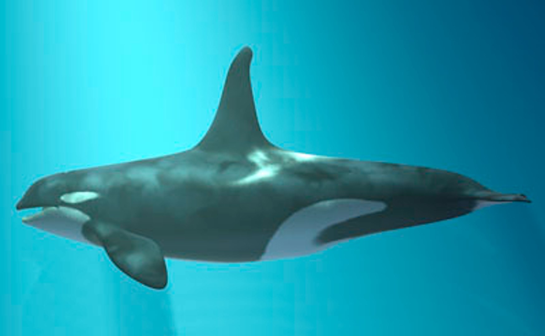 Orca Animal 3d Model