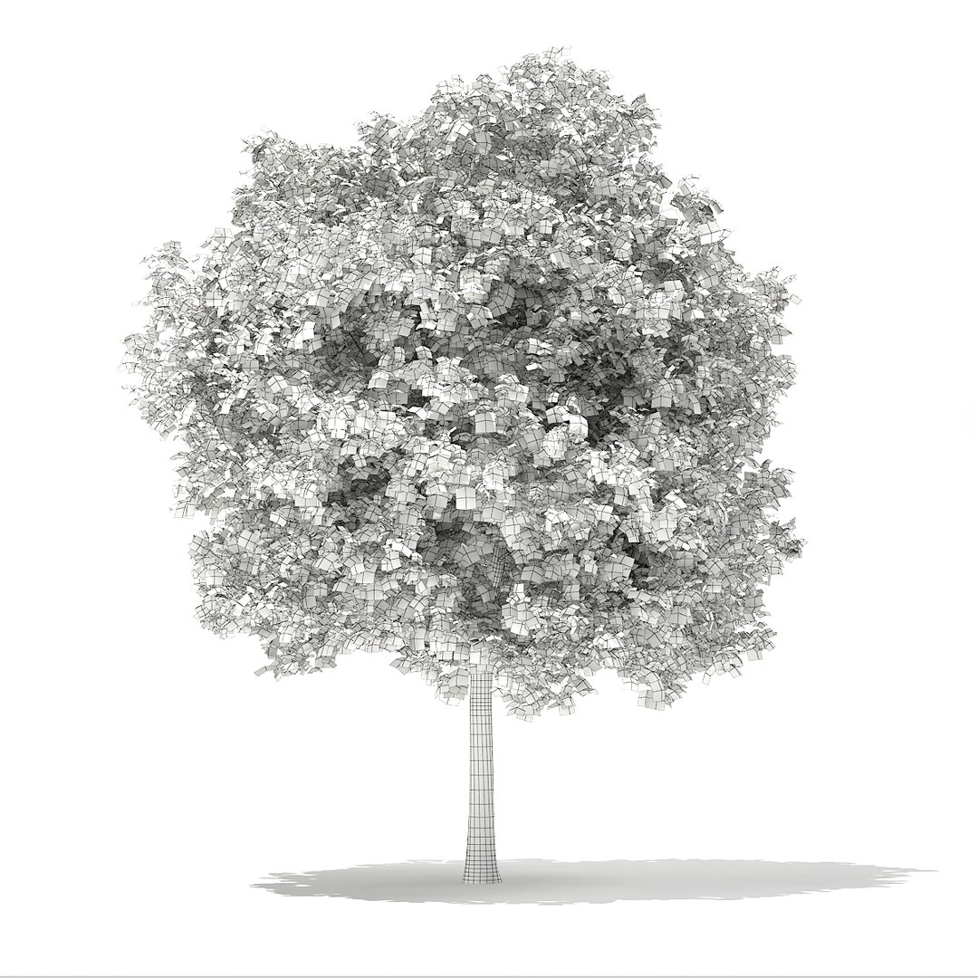 3d Model Sweetgum Tree Liquidambar Styraciflua