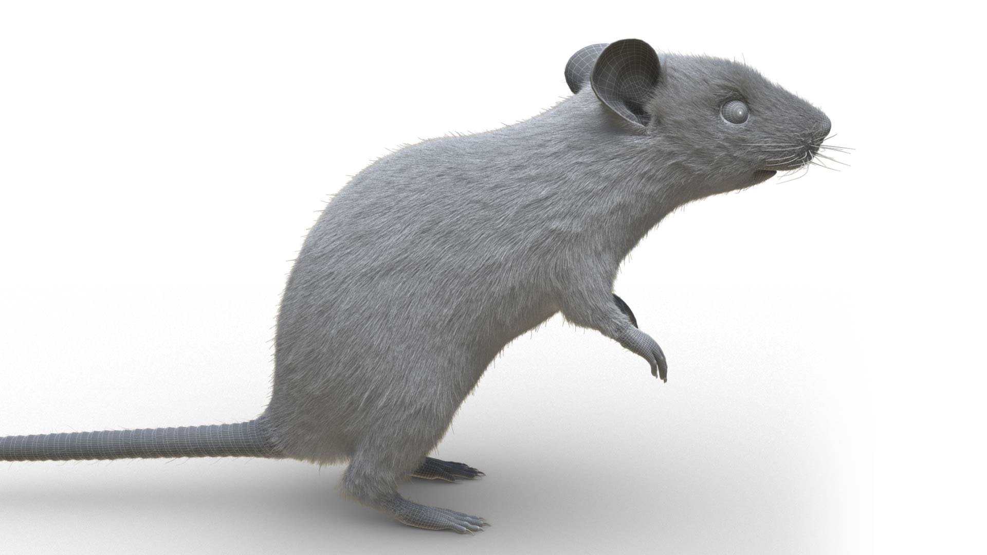 3D Model Rat - TurboSquid 1951540