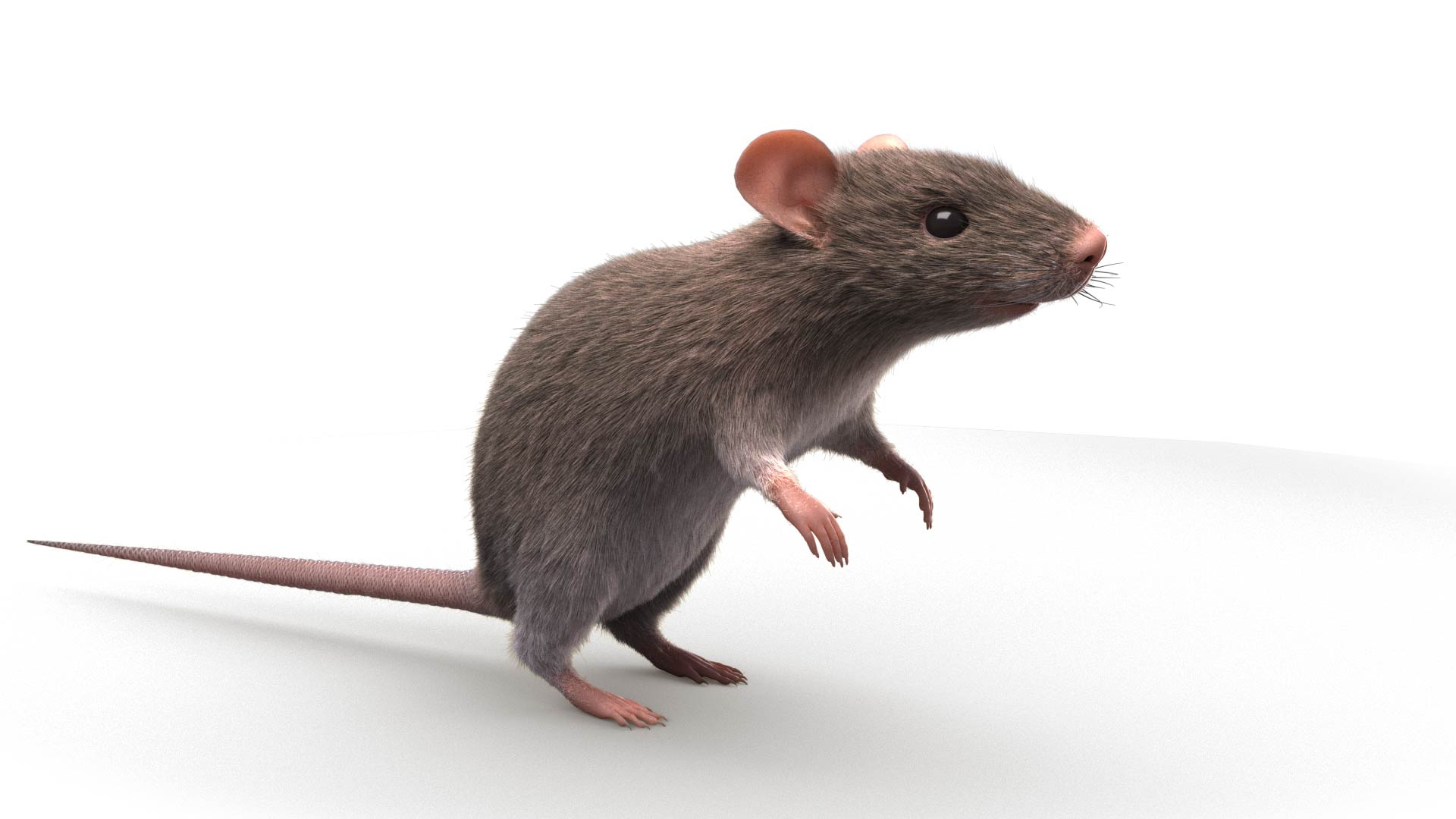 3D Model Rat - TurboSquid 1951540