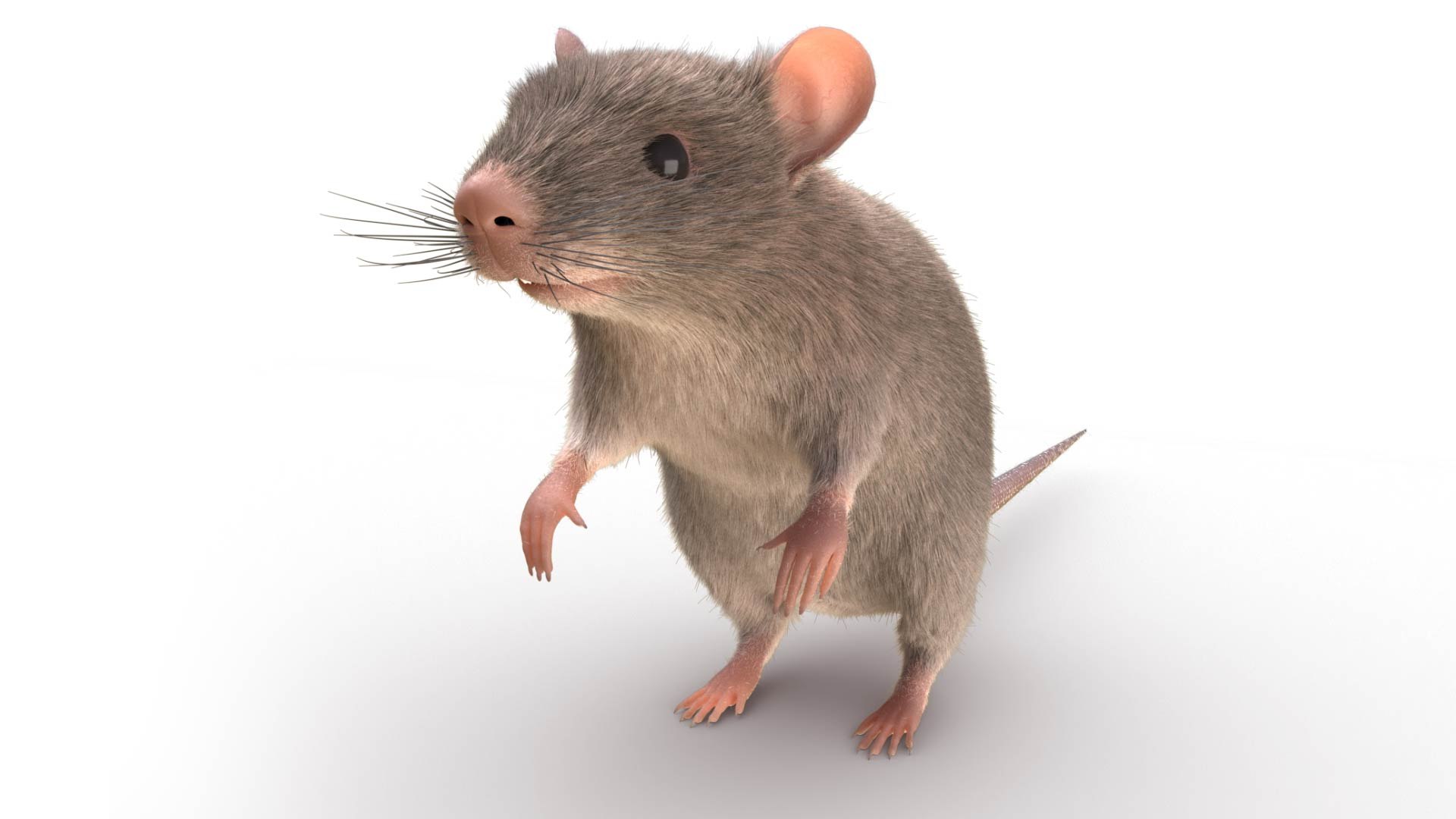 3D Model Rat - TurboSquid 1951540
