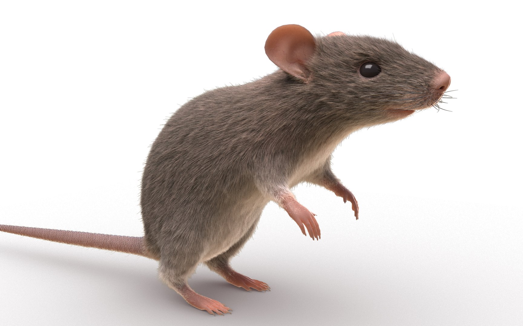 3D Model Rat - TurboSquid 1951540