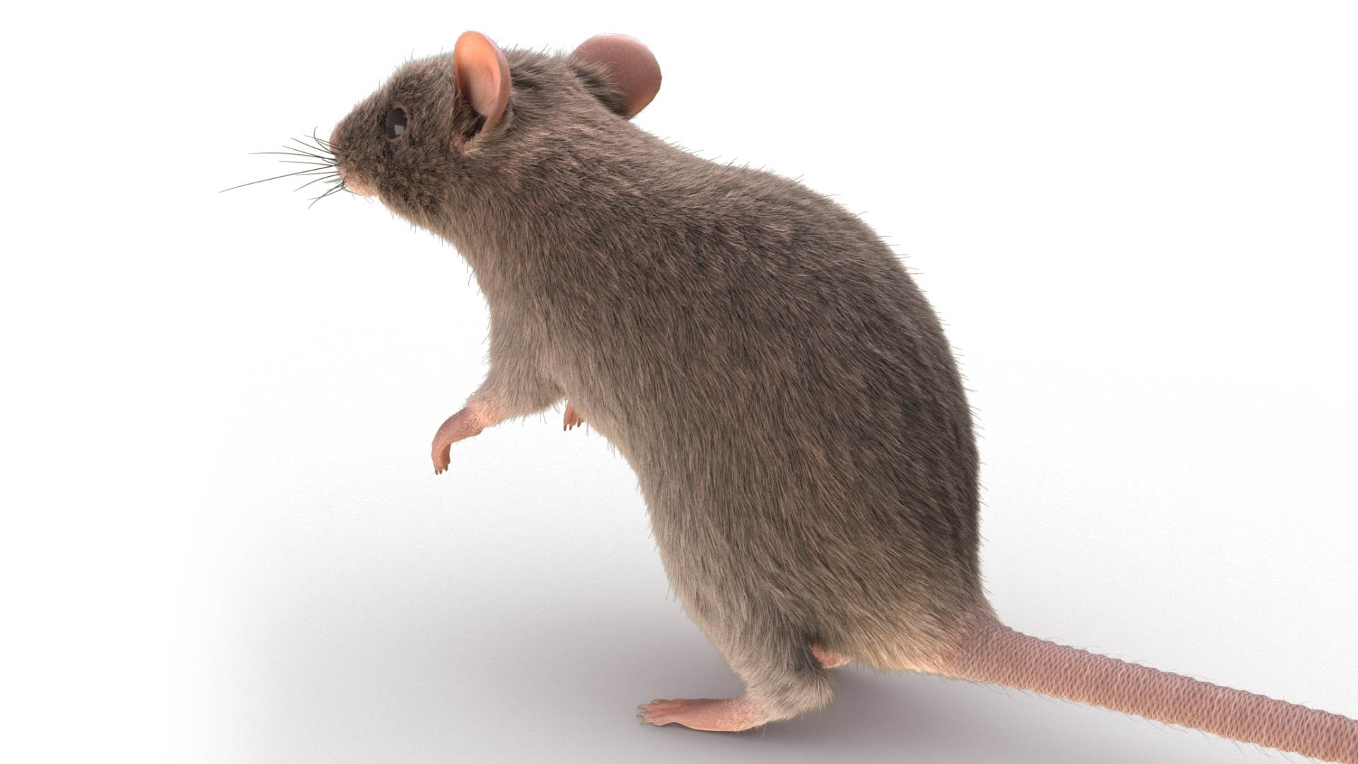 3D Model Rat - TurboSquid 1951540