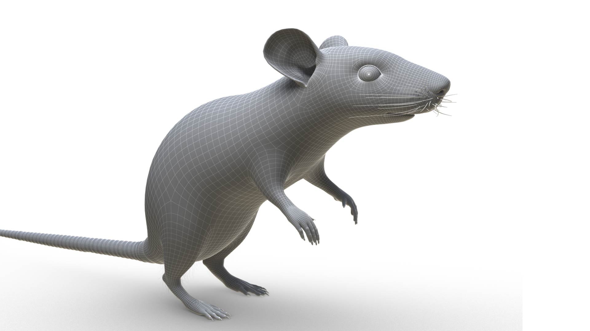 3D Model Rat - TurboSquid 1951540