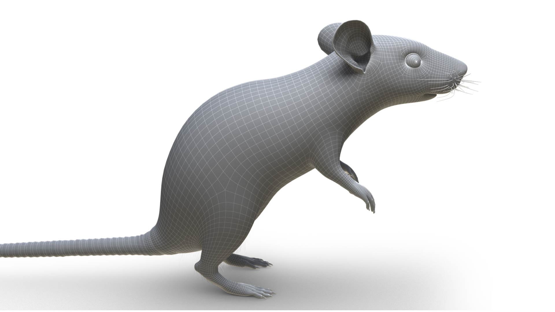 3D Model Rat - TurboSquid 1951540