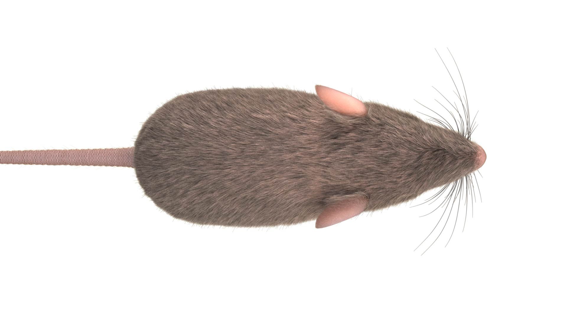 3D Model Rat - TurboSquid 1951540