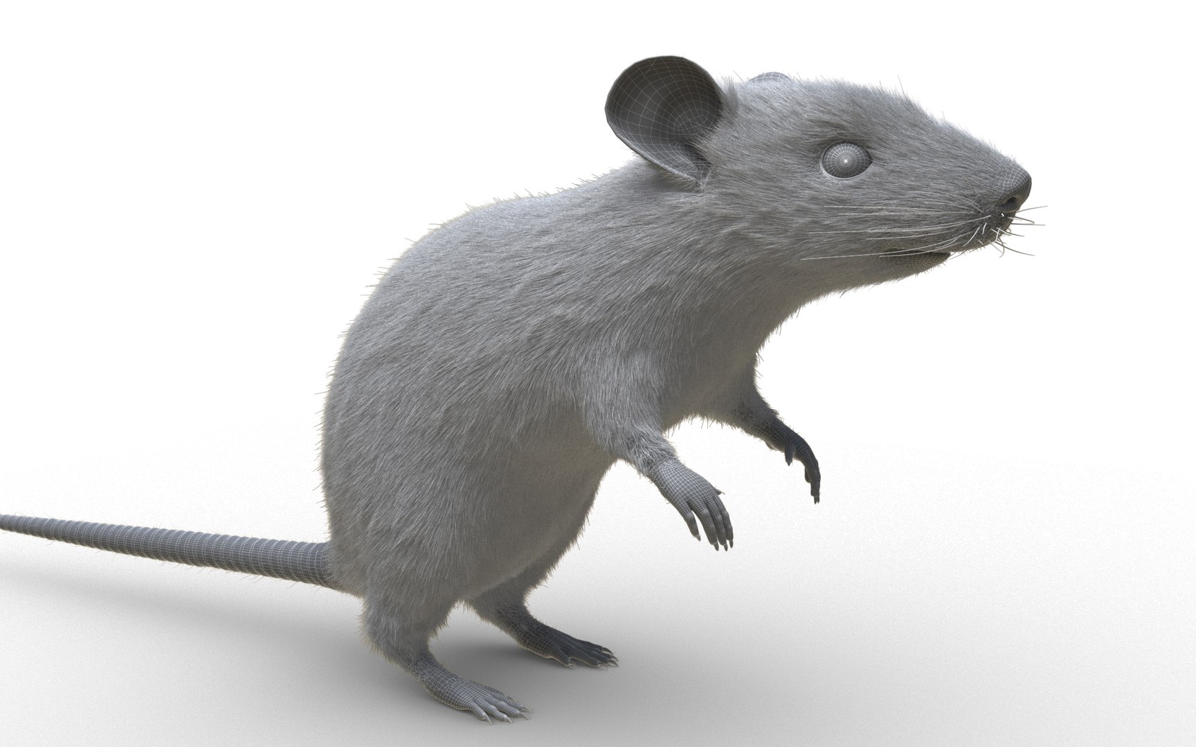 3D Model Rat - TurboSquid 1951540