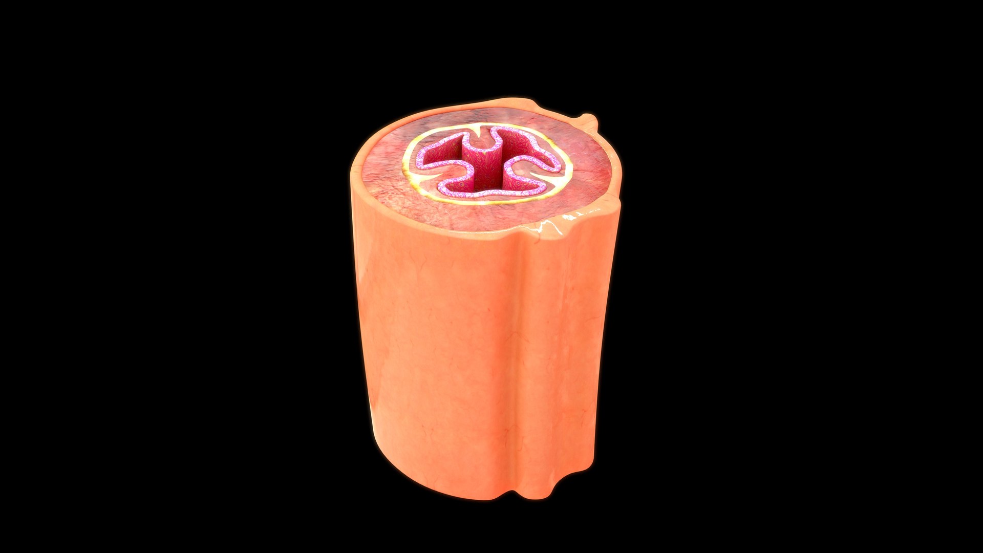 modelo 3d sección de esófago - TurboSquid 2187649