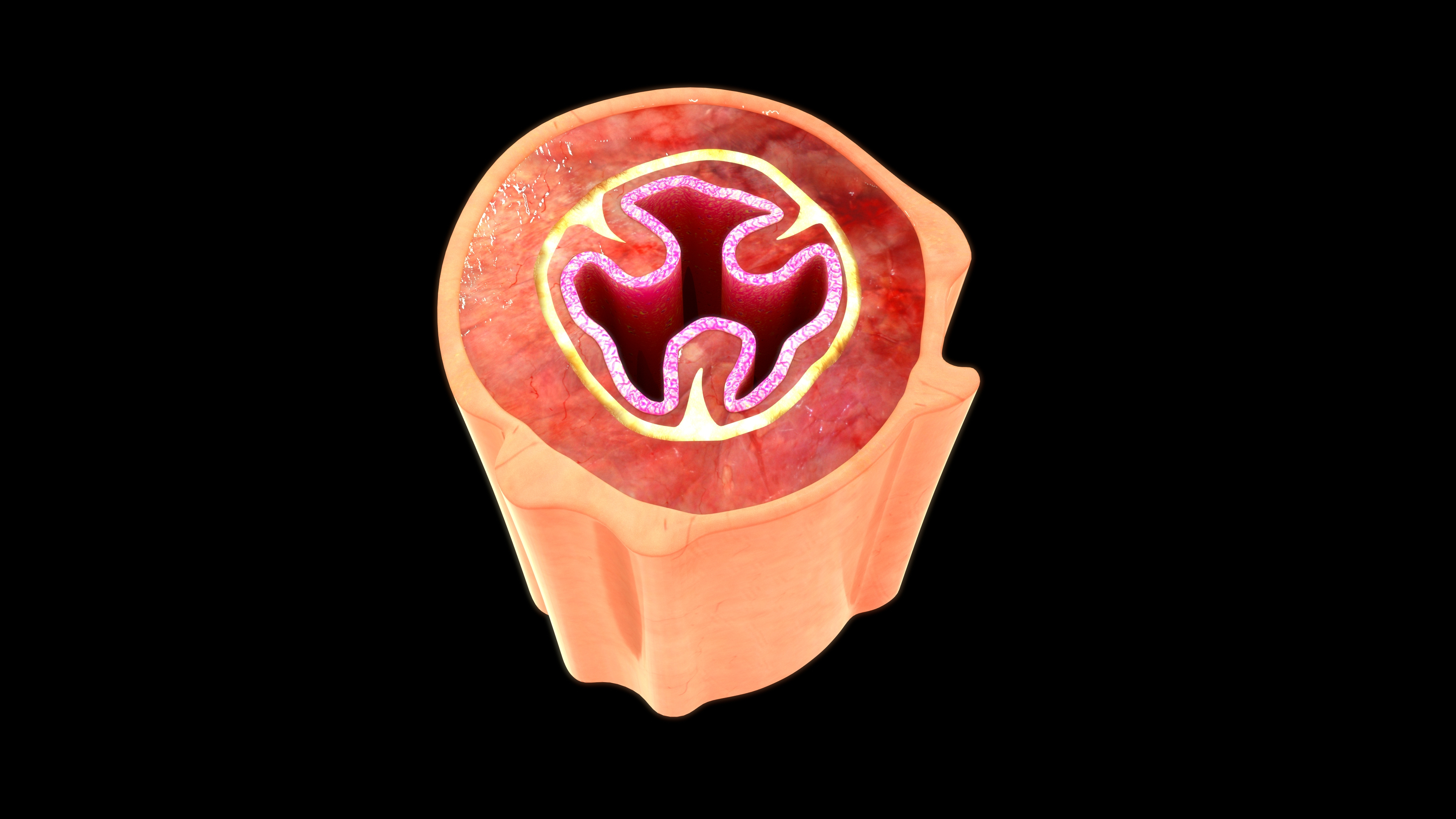 modelo 3d sección de esófago - TurboSquid 2187649