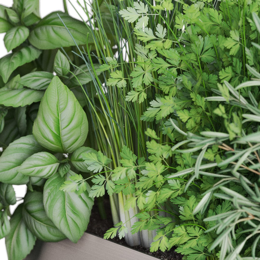 3D Model Plants Collection 1182 - TurboSquid 2296011