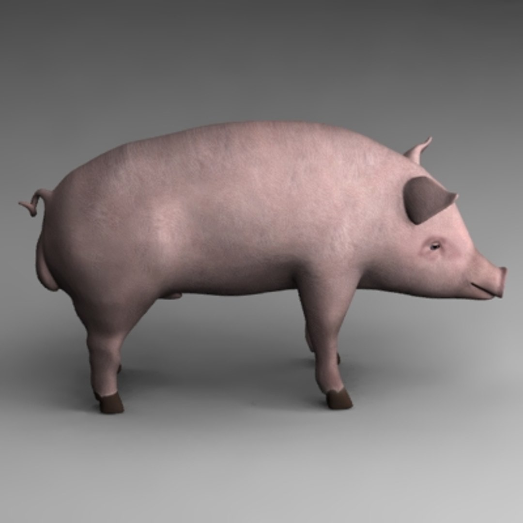 male pig 3d model