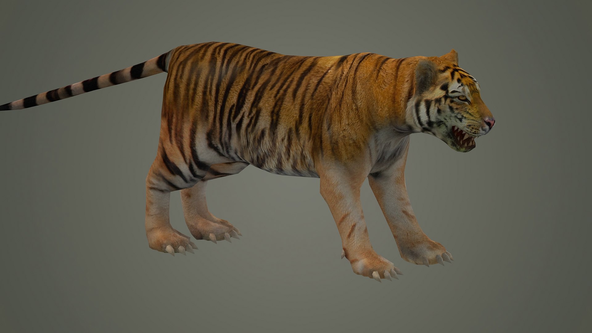 Tiger Wild Cat Lion Zoo Panther Puma Mammal Nature Panzer 3D Model ...