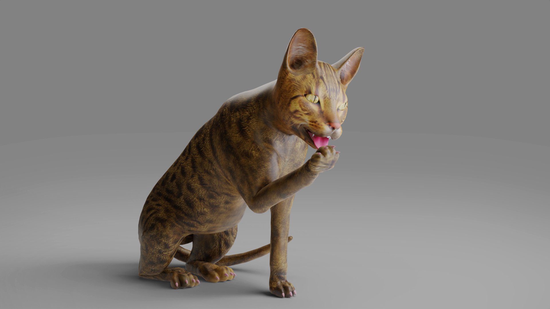 Cat Grey Rigged And Animated 3D Model - TurboSquid 1982851