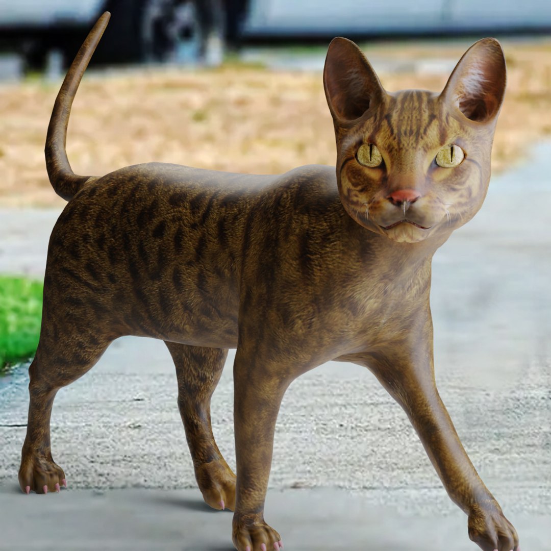 Cat Grey Rigged And Animated 3D Model - TurboSquid 1982851