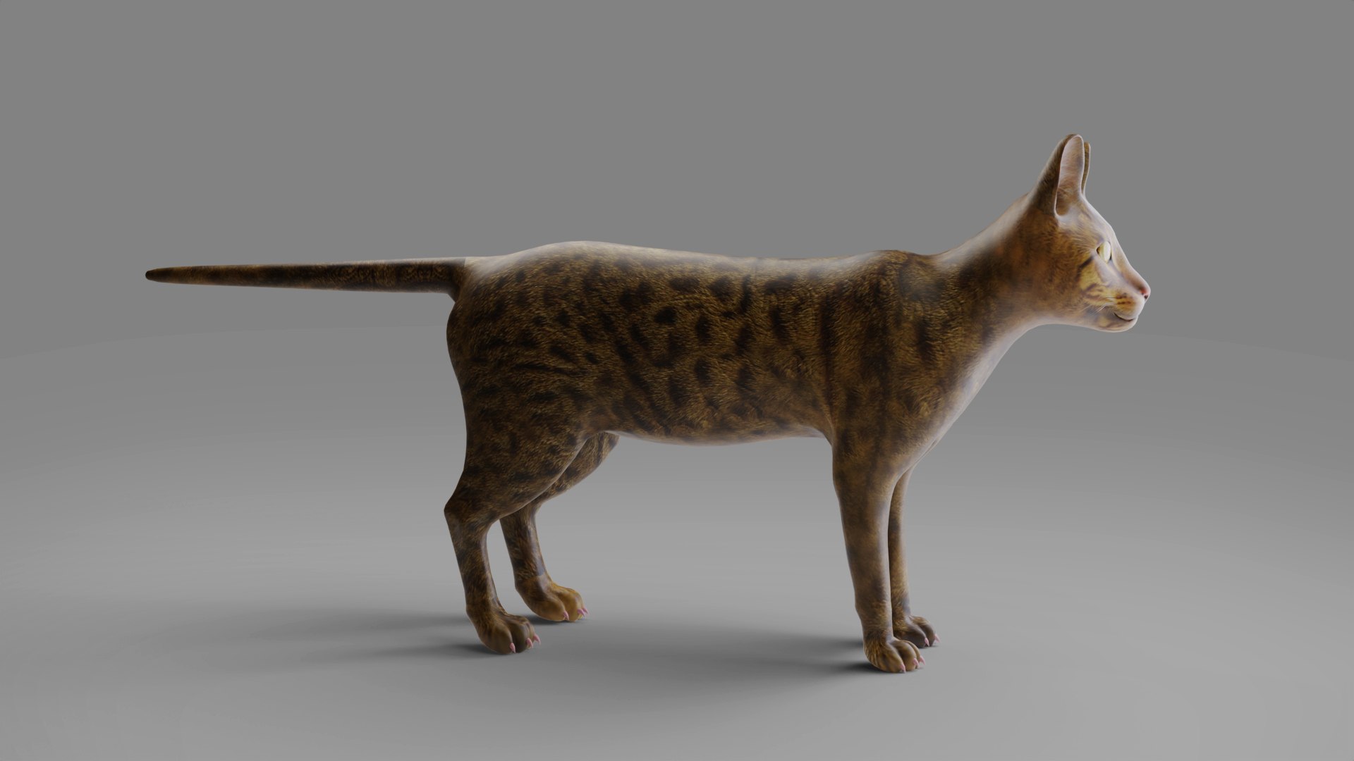 Cat Grey Rigged And Animated 3D Model - TurboSquid 1982851