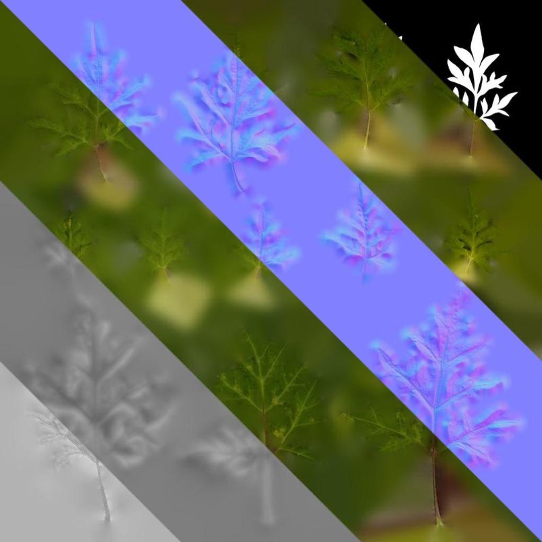 Anydrafts Cosmos Sulphureus Leaf 03 Textures 3D - TurboSquid 2354575