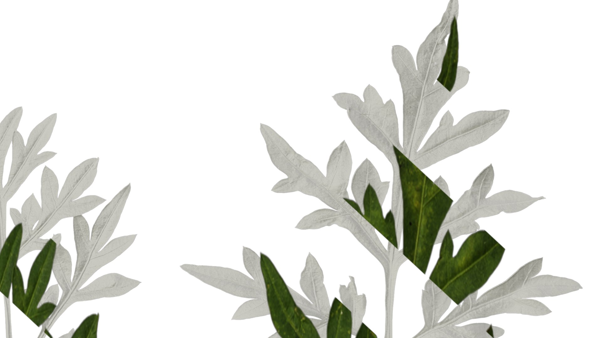 Anydrafts Cosmos Sulphureus Leaf 03 Textures 3D - TurboSquid 2354575