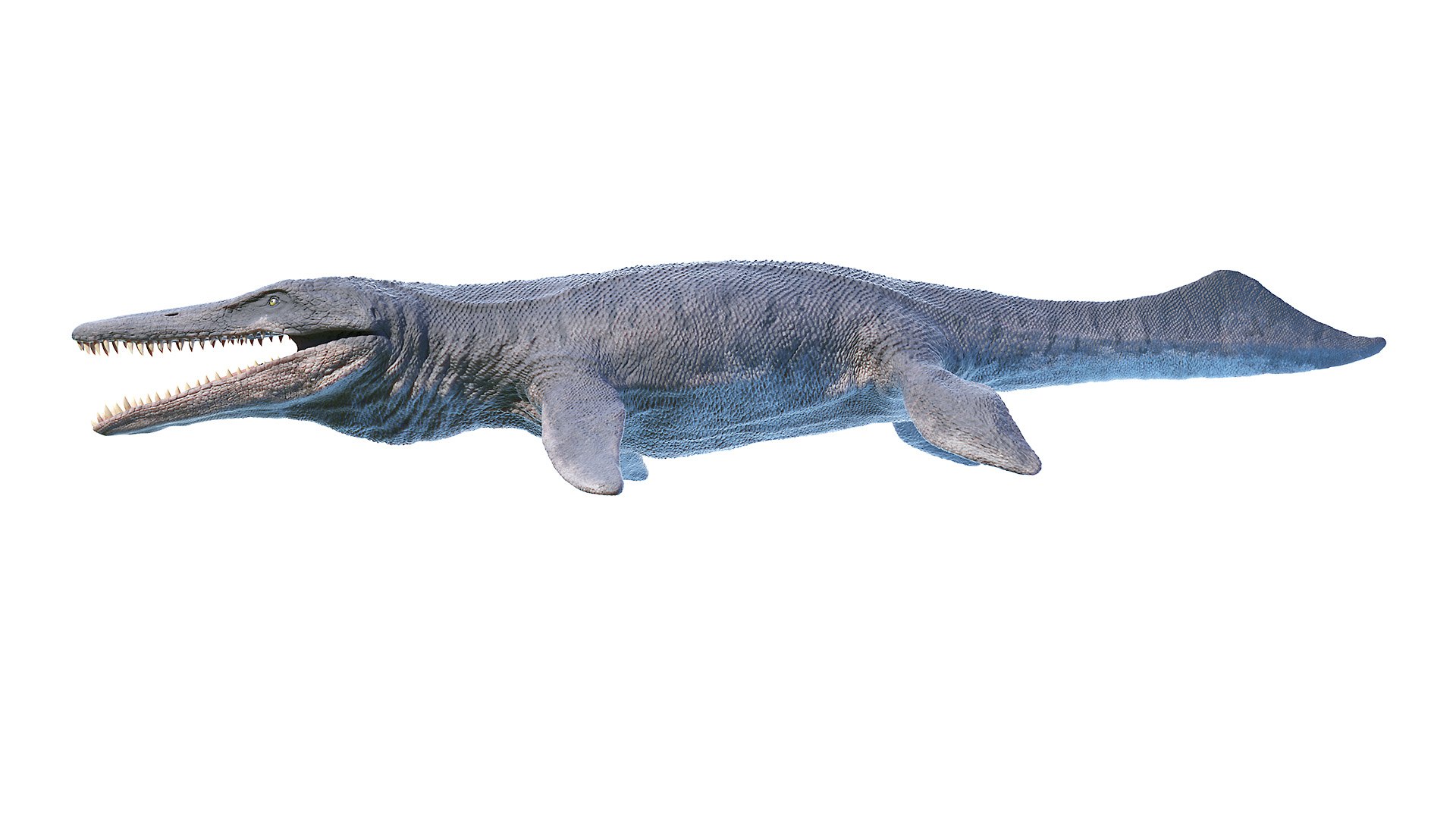 Kronosaurus kronos 3D - TurboSquid 1661983