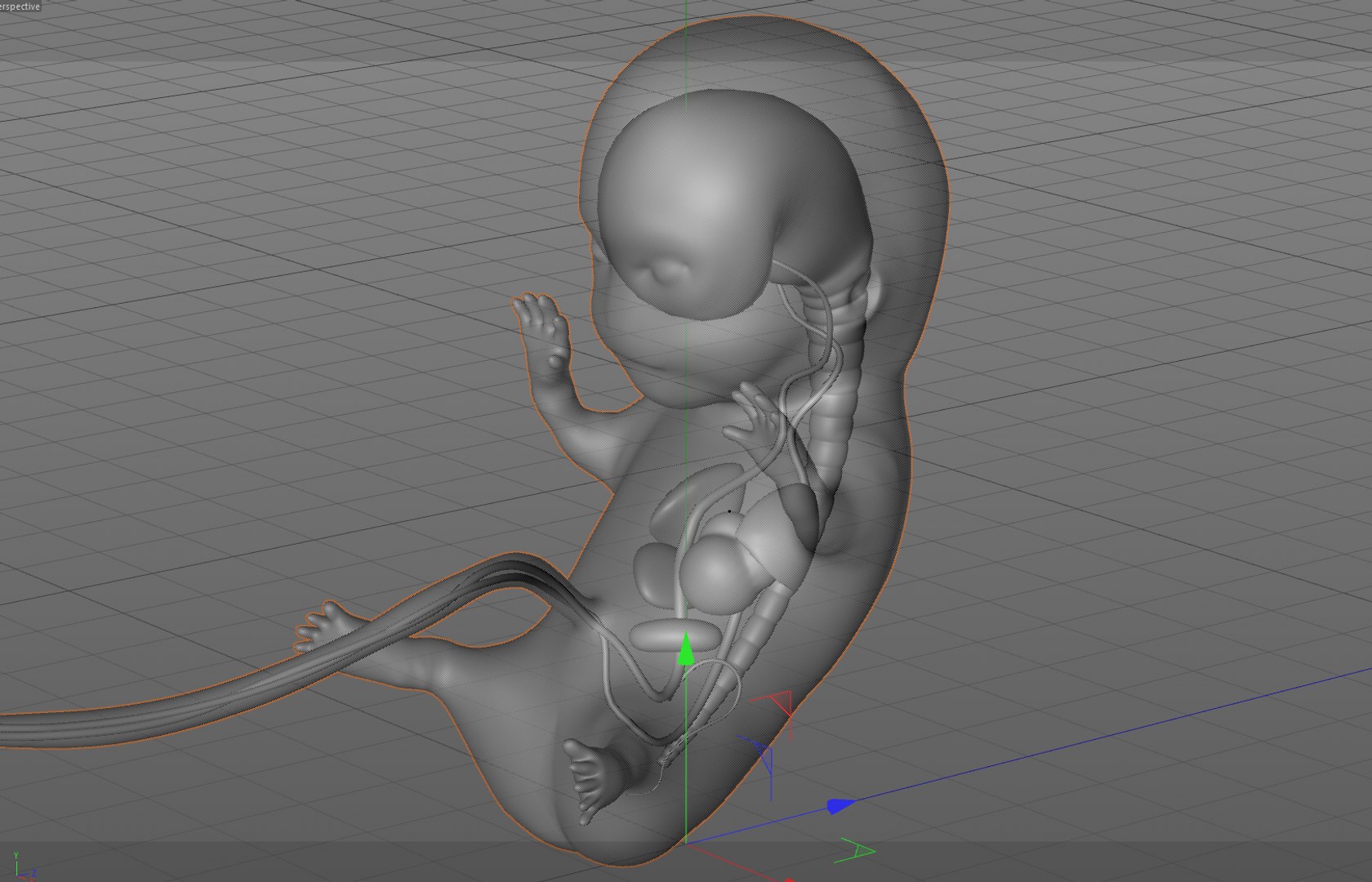Human fetus internal organs 3D model - TurboSquid 1223174