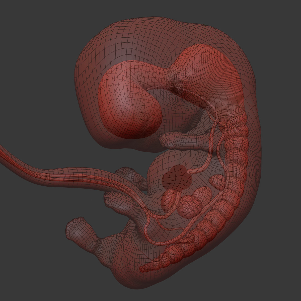 Human fetus internal organs 3D model - TurboSquid 1223174