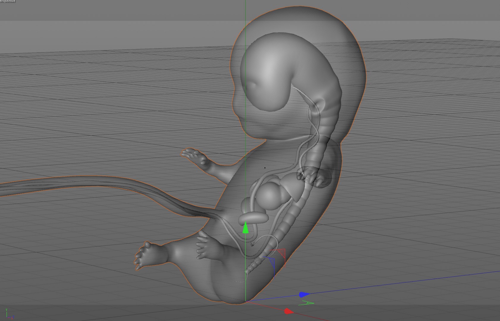 Human fetus internal organs 3D model - TurboSquid 1223174