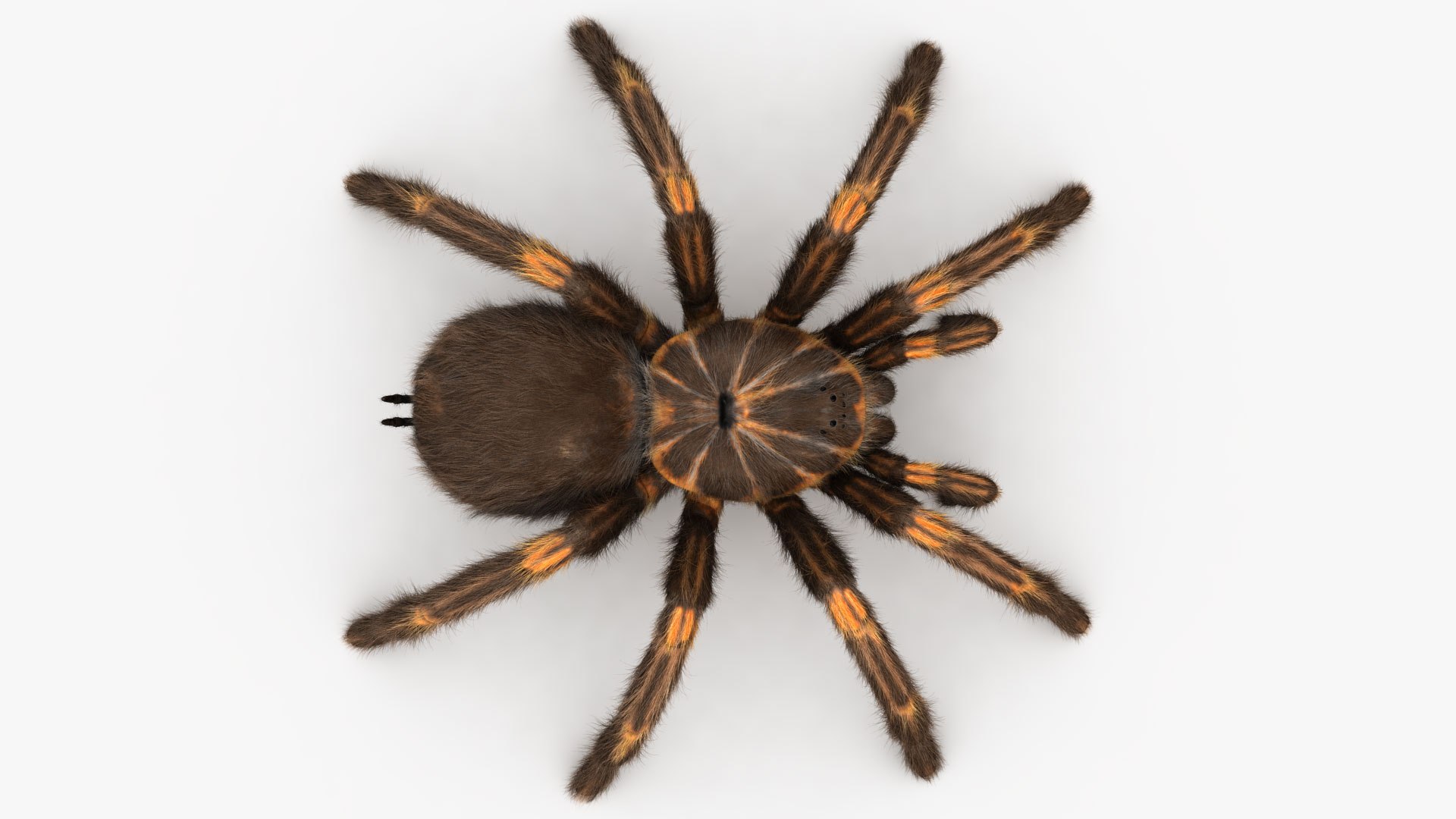 Yellow Tarantula 3D model - TurboSquid 1908644