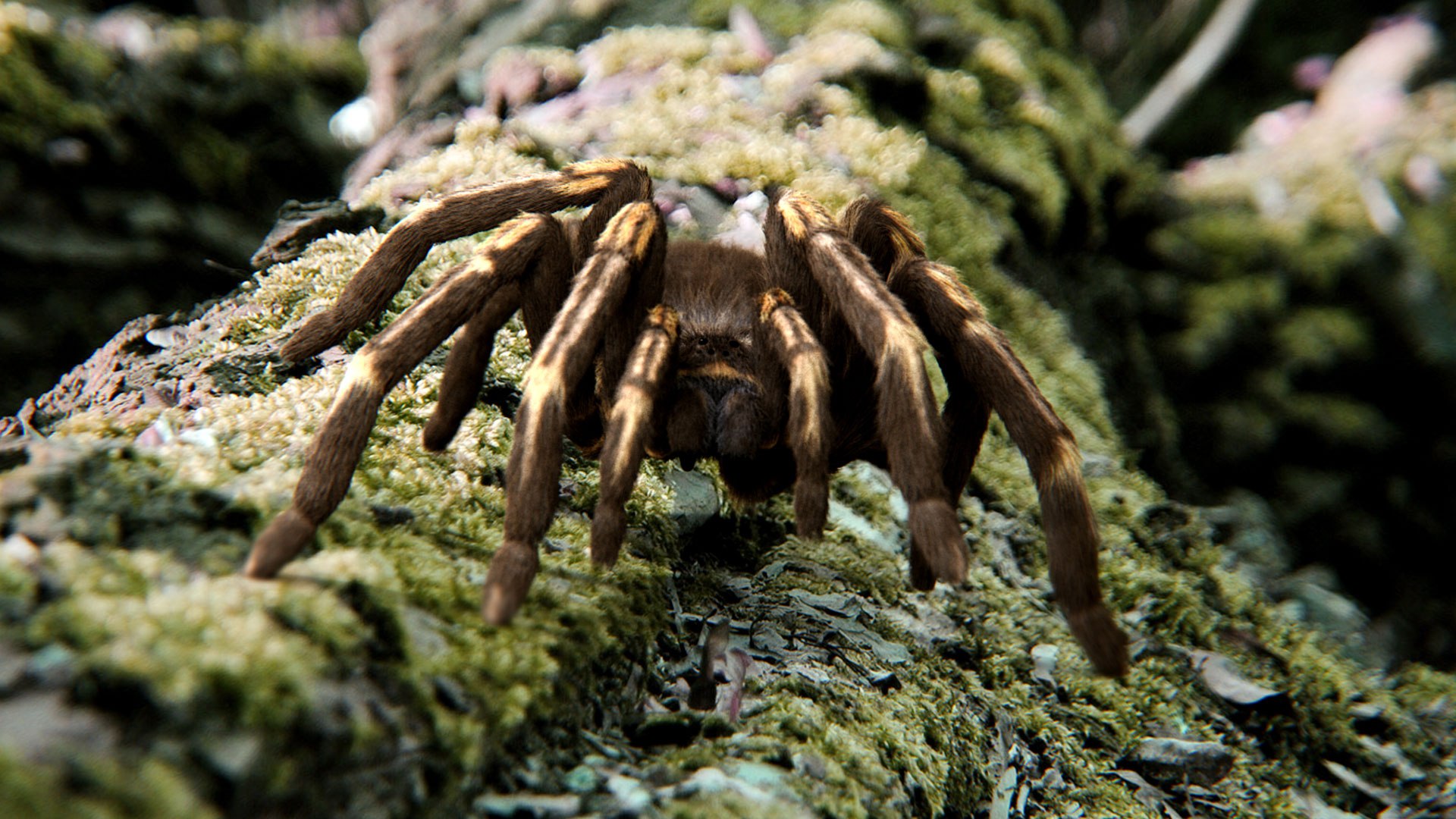 Yellow Tarantula 3D model - TurboSquid 1908644