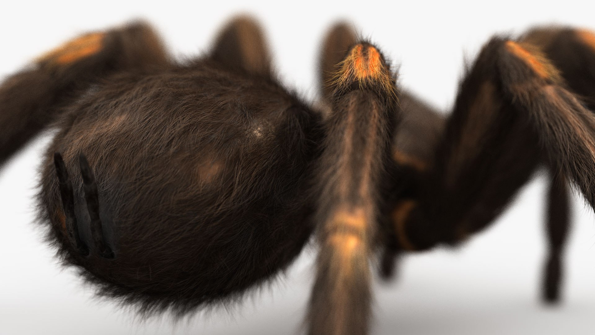 Yellow Tarantula 3D model - TurboSquid 1908644