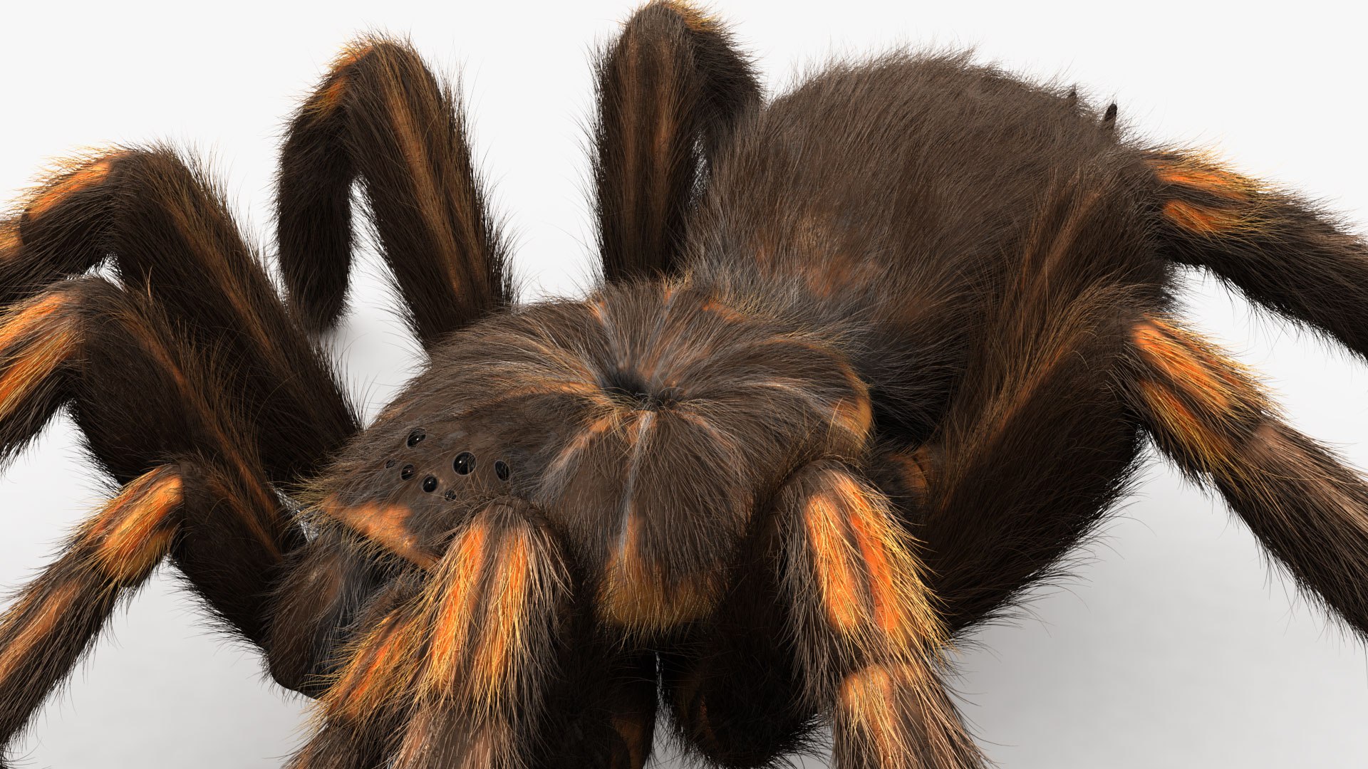 Yellow Tarantula 3D model - TurboSquid 1908644