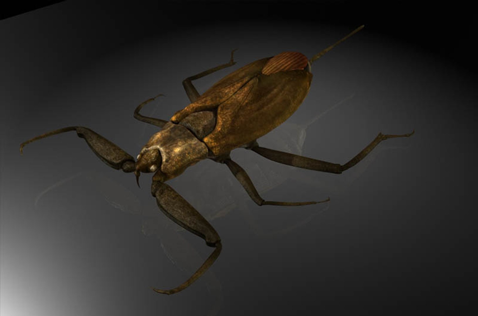 3D nepidae insects - TurboSquid 1324084